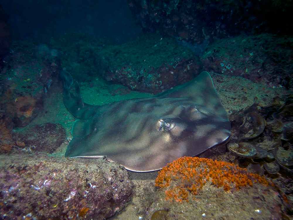 Cabo San Lucas : Shark Species to Dive with in Baja California