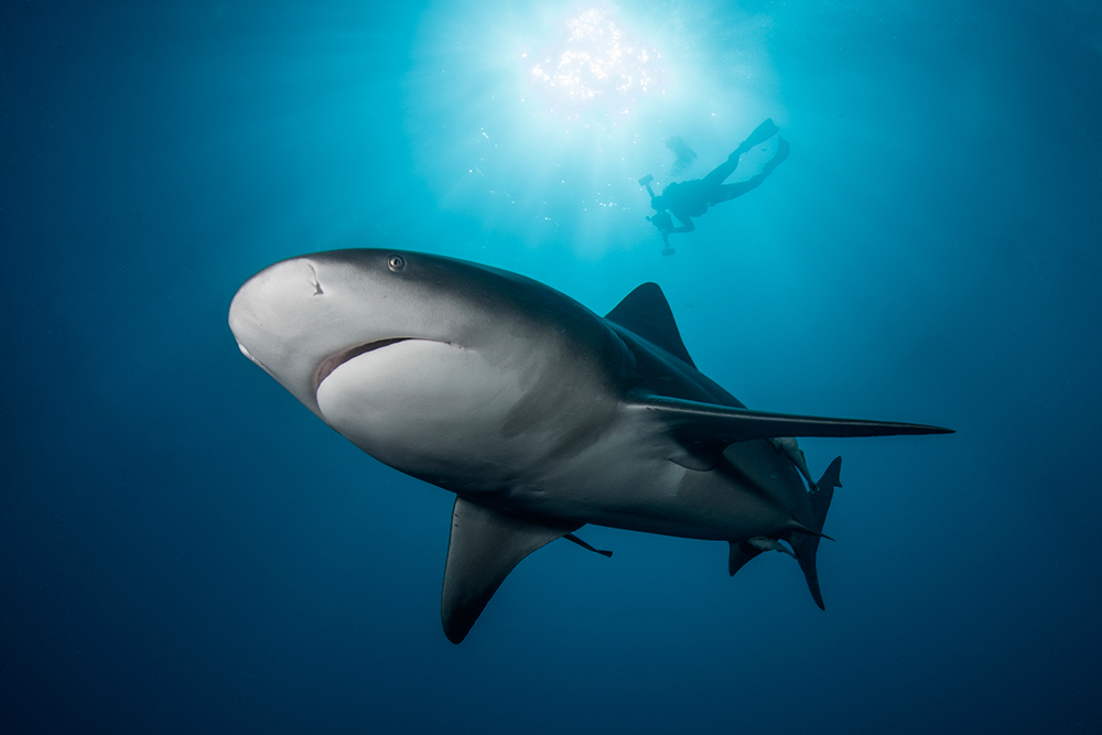 Cabo San Lucas : Shark Species to Dive with in Baja California